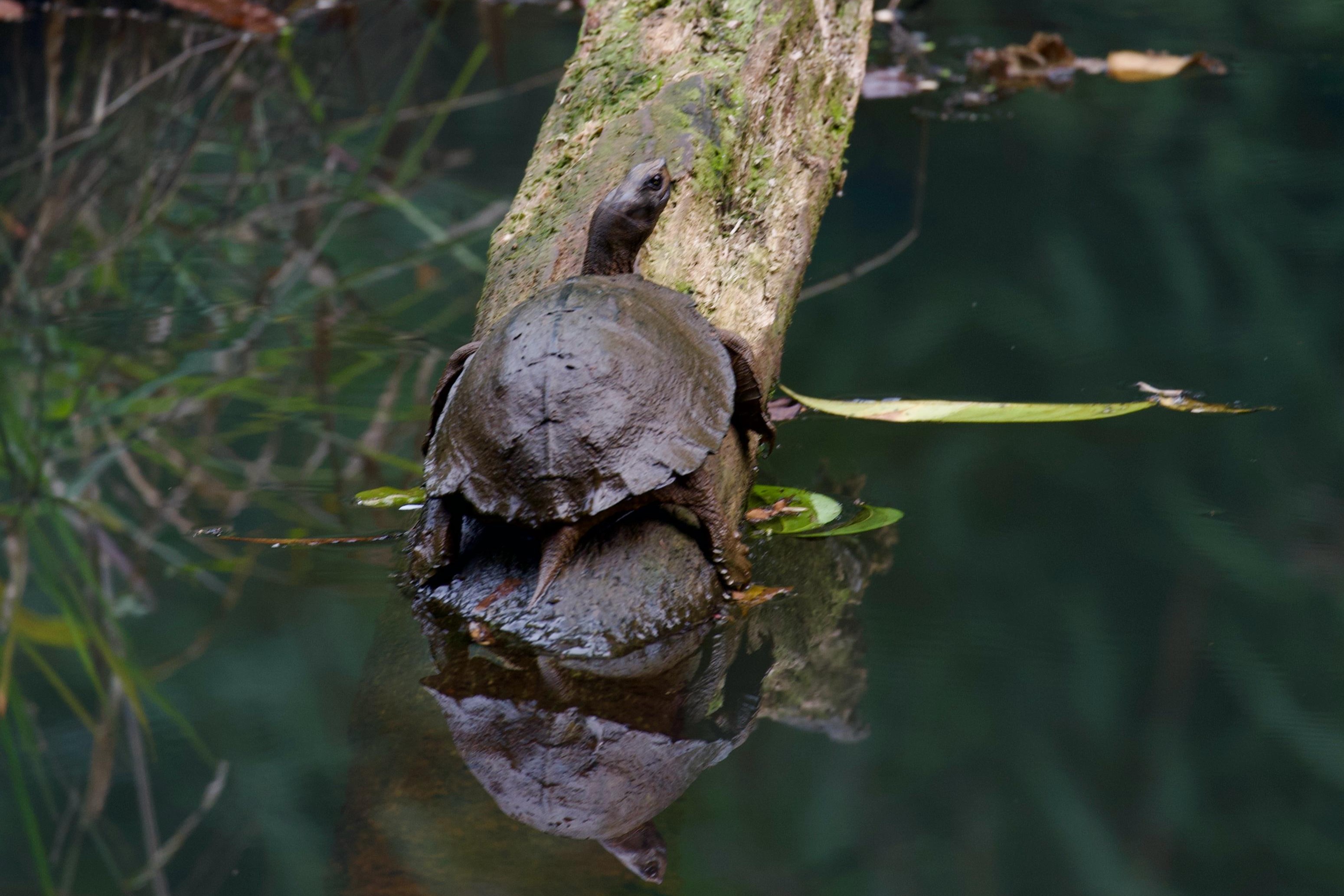 Rainforest Indian - Discover Northeast India with Rainforest Indian